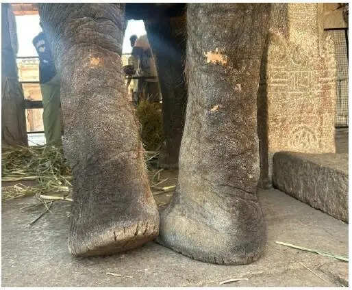 Hampi jumbo Lakshmi diagnosed with severe foot, skin disorders