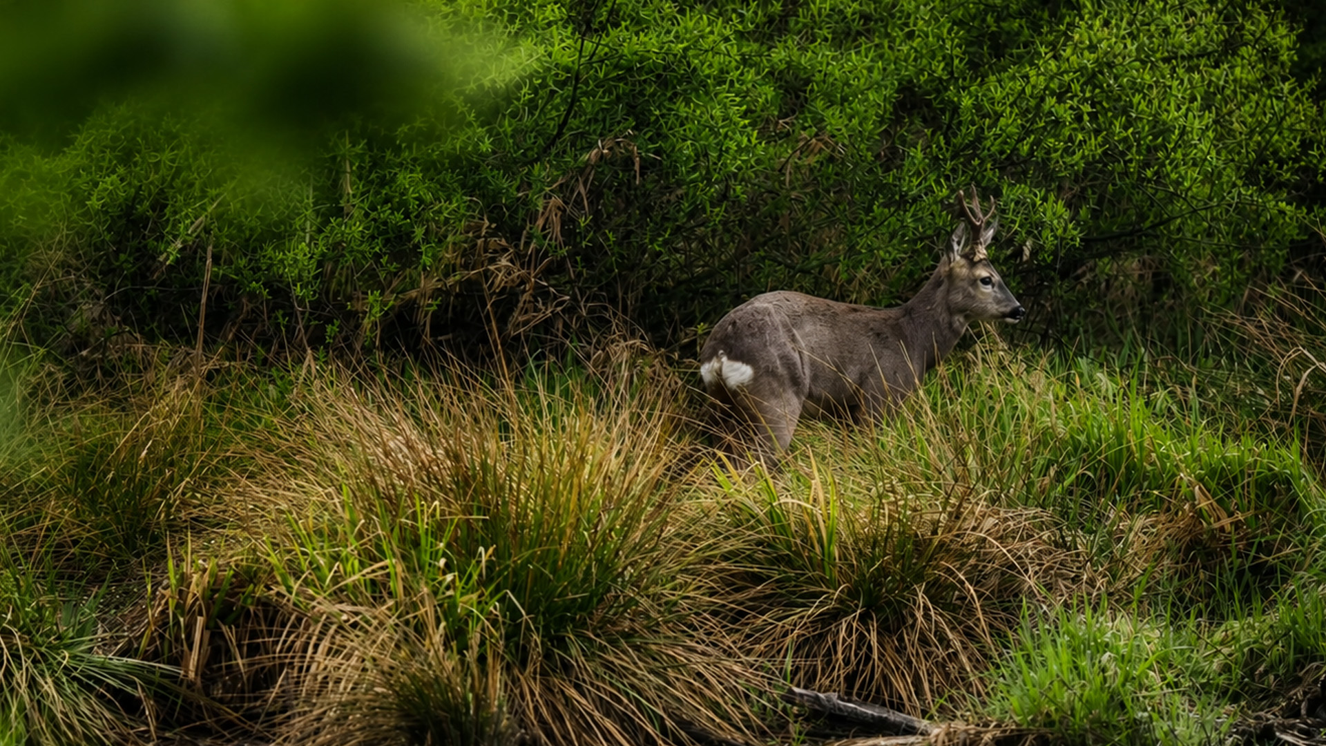 A trail camera recorded a cautious deer exploring the woodland