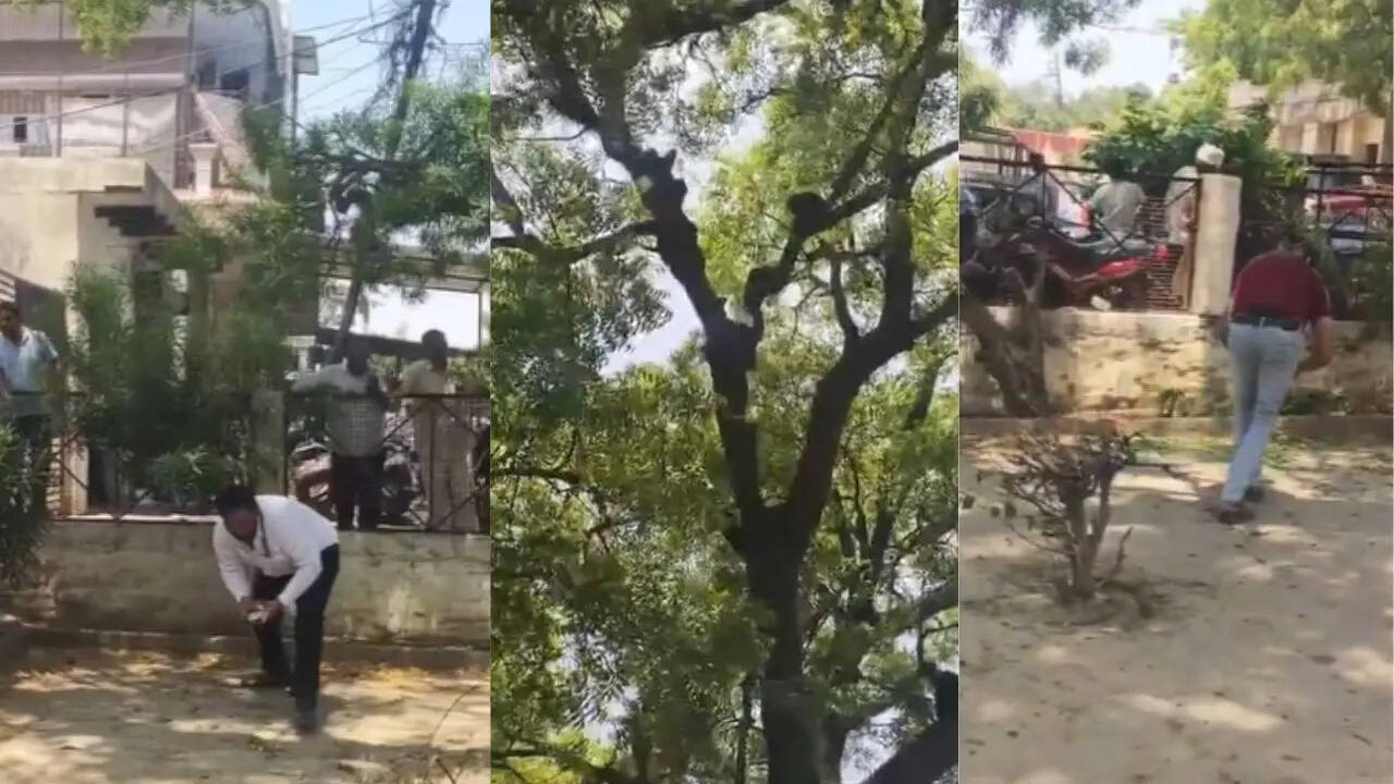 Watch: Monkey snatches Rs 2 lakh cash bag at UP court, throws notes ...