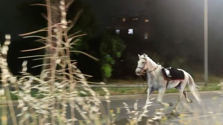 Rome parade rehearsal chaos as horses bolt after fireworksPublished on ...