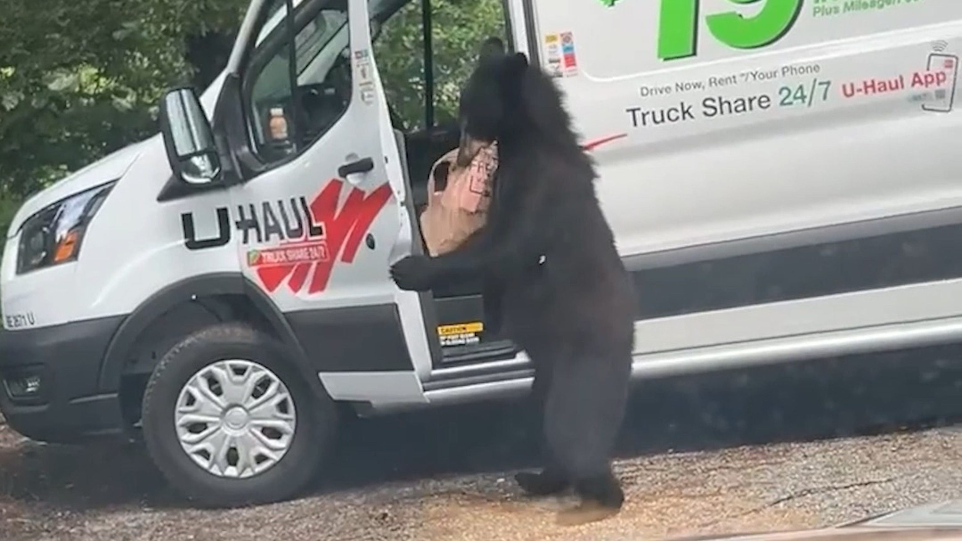 Bear caught red-handed stealing from van