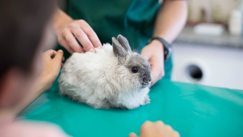 11 common rabbit diseases