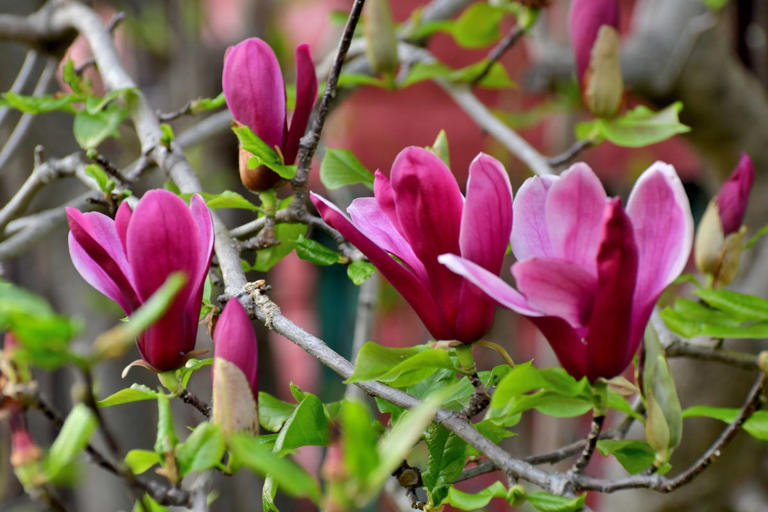 7 plants you should prune in June – but only lightly
