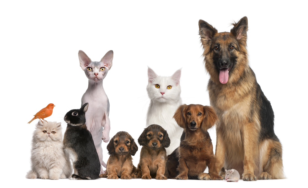 15 pets that held official government positions