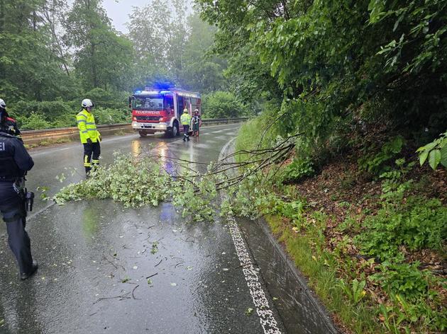 Nach stürmischer Nacht: Feuerwehr muss Baum entfernen