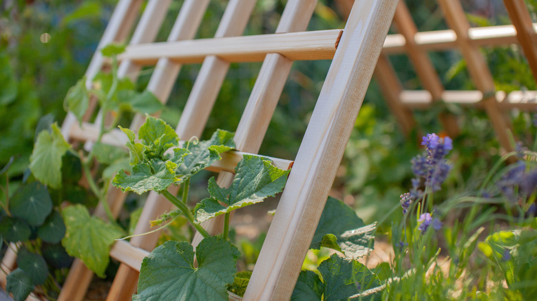 Beautiful DIY garden trellis ideas that will transform your backyard
