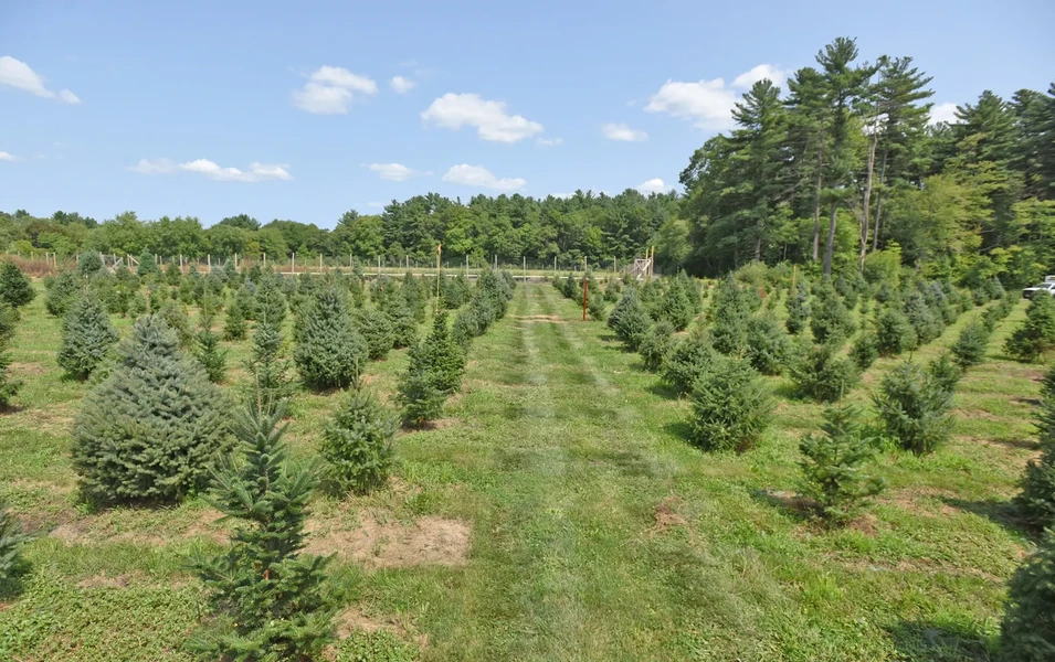 Evergreen tree care made simple for your yard