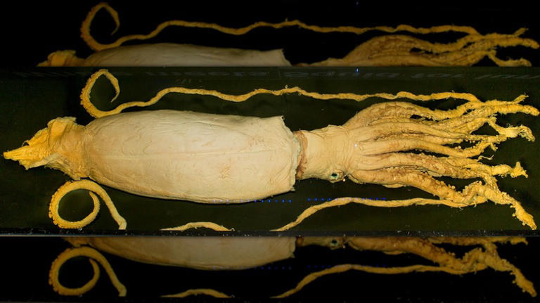 Scientists have detected a massive deep-sea creature off the coast of ...