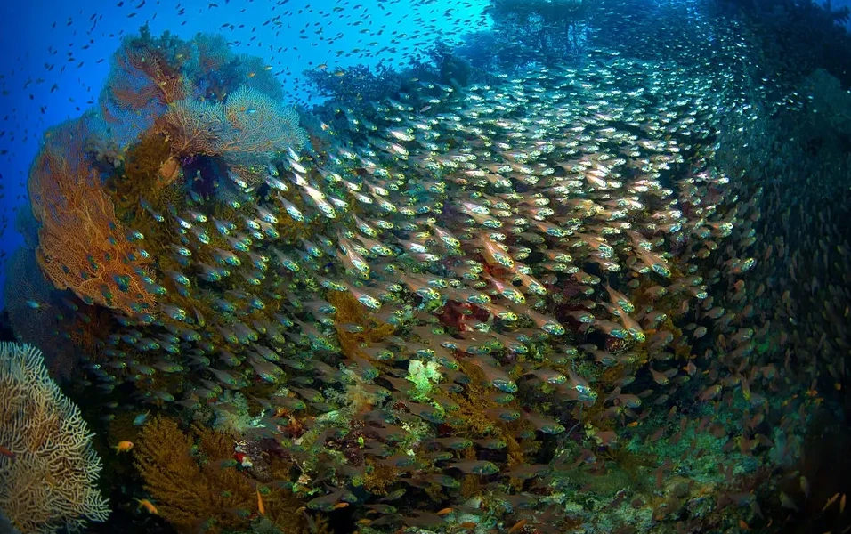 Exploring the hidden lives of saltwater fish