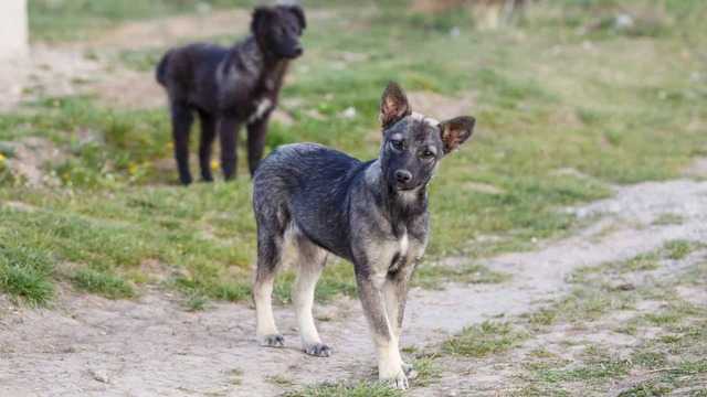 MP: Stray dog goes on biting spree, 2-year-old among nearly 60 injured