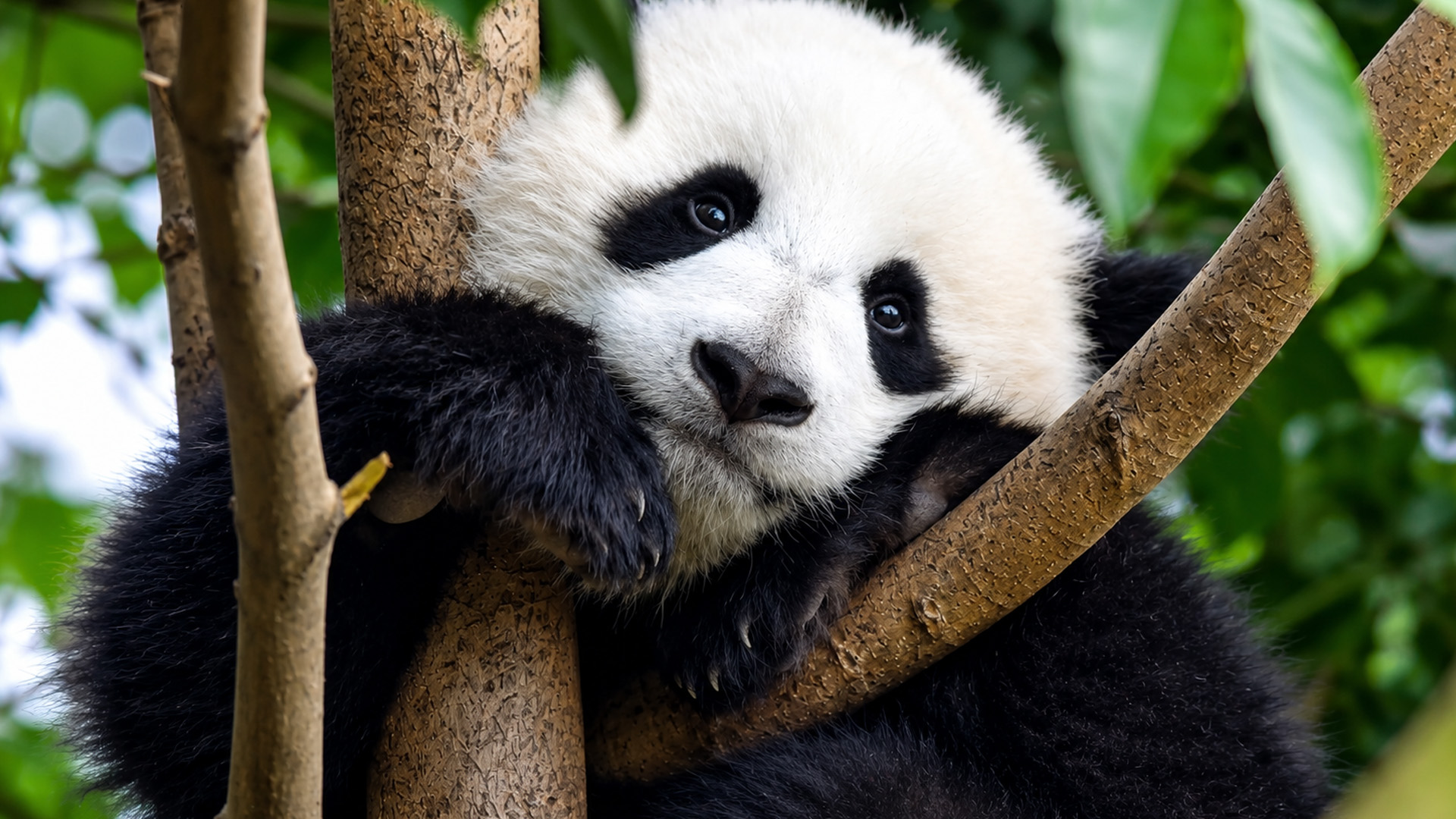 Come sopravvivono i panda in natura?