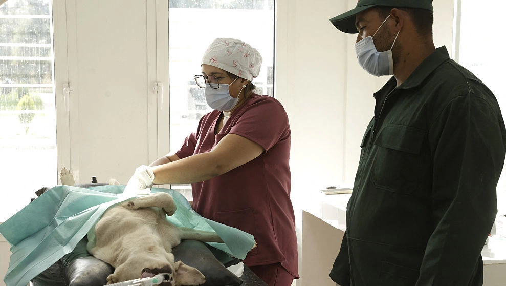 Inside the world of veterinary care and diagnostics