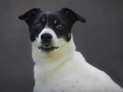 Adorable dogs at the RSPCA in Lancashire are waiting to find their ...