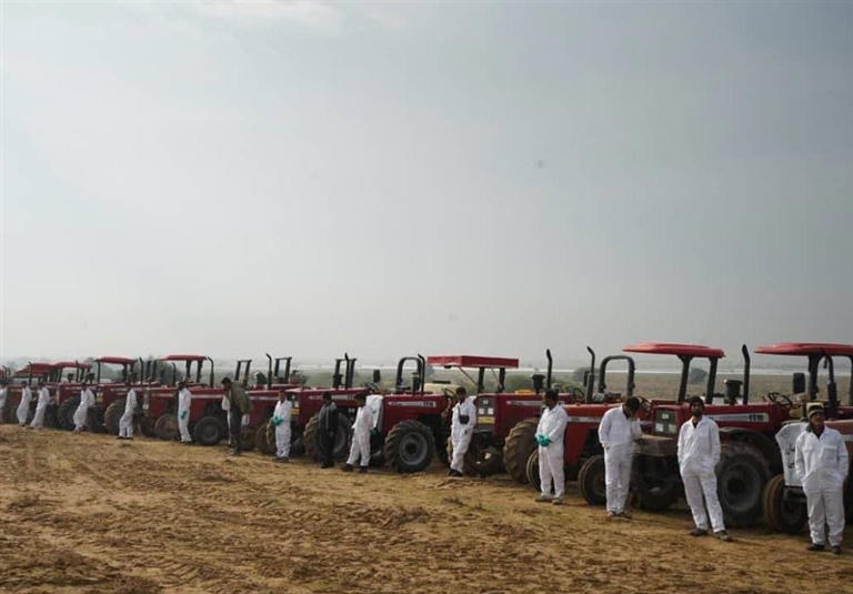 Locust army swarms Iran as farmers battle to save their crops