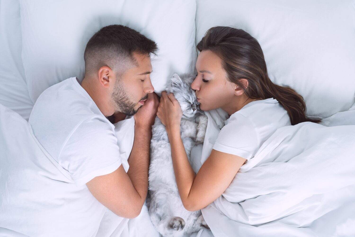 House cats may help unlock new cancer treatments