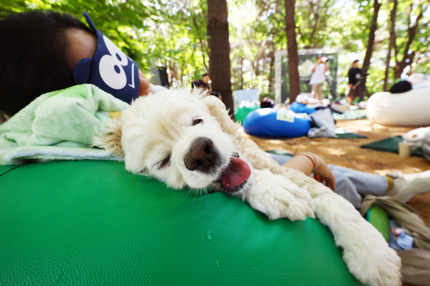 Forest nap with furry friends