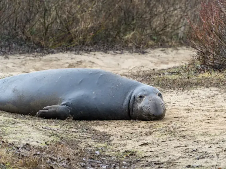 Why extreme cold snaps are threatening US wildlife