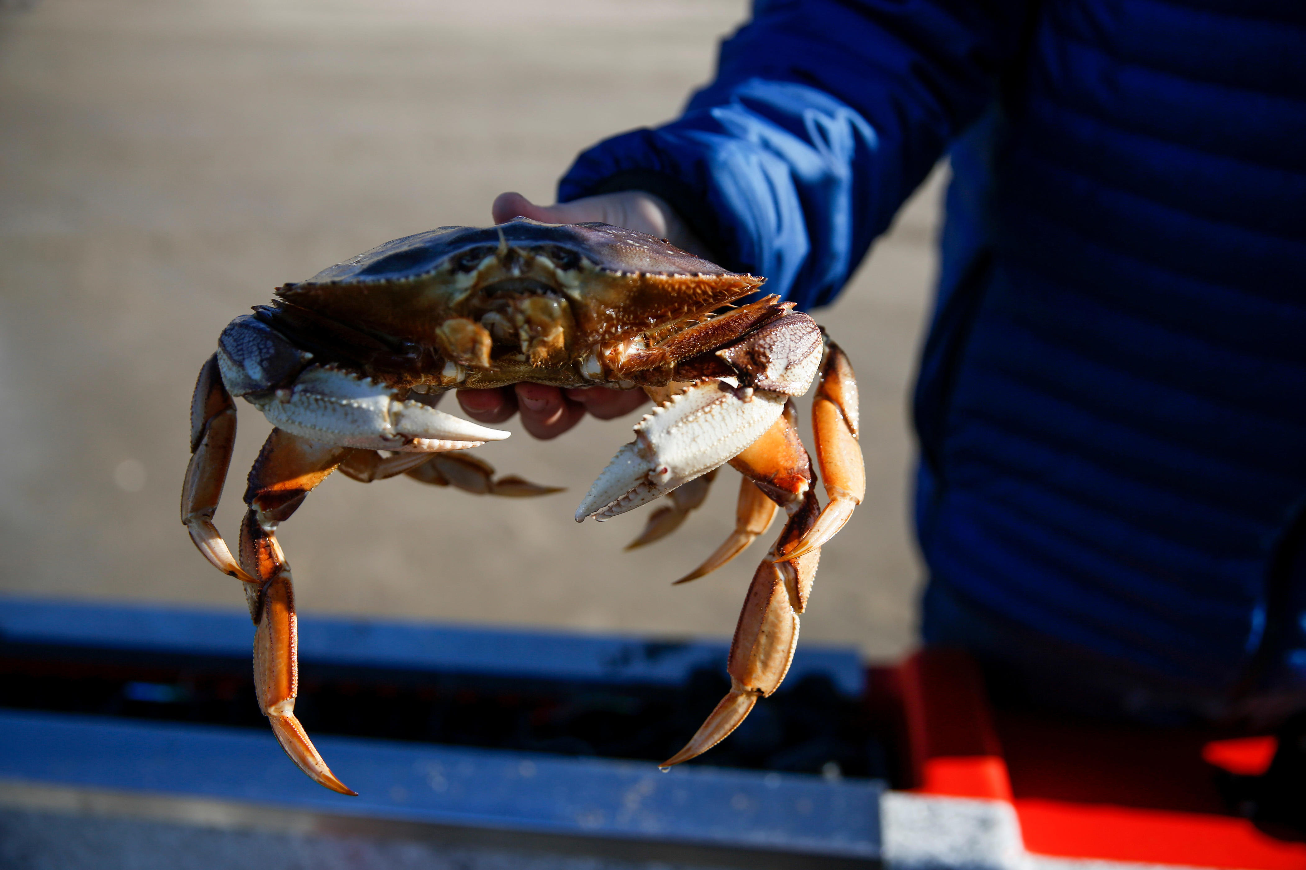 Banning hunting, fishing, livestock harvesting in Oregon is idiotic