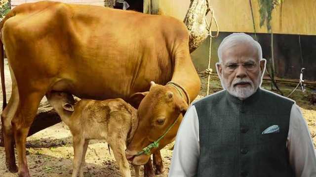 Will inform when time comes: Minister on cow's national animal status ...