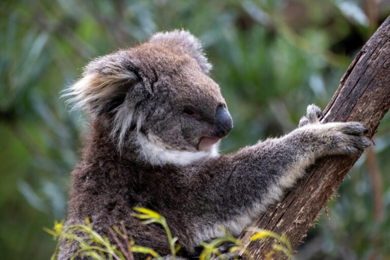 Hittegolven bedreigen het voortbestaan van koala’s in Australië