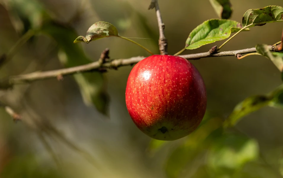 Cozy baked apple recipes for every fall mood