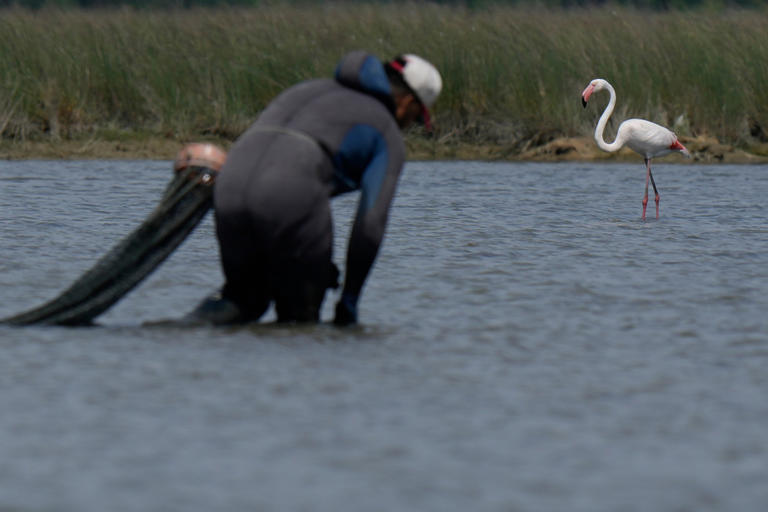 Venice’s growing flamingo population finds refuge in recovering wetlands