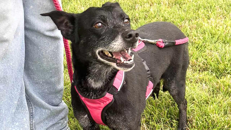 Loving little pup is looking for new home after devastated owner forced ...