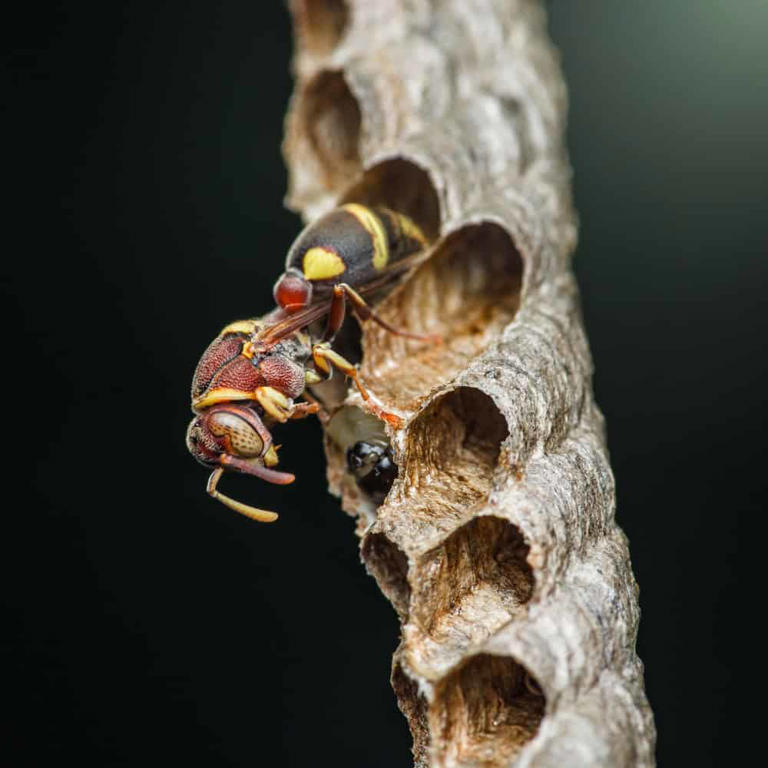 When the queen dies, these wasps step up to save the colony