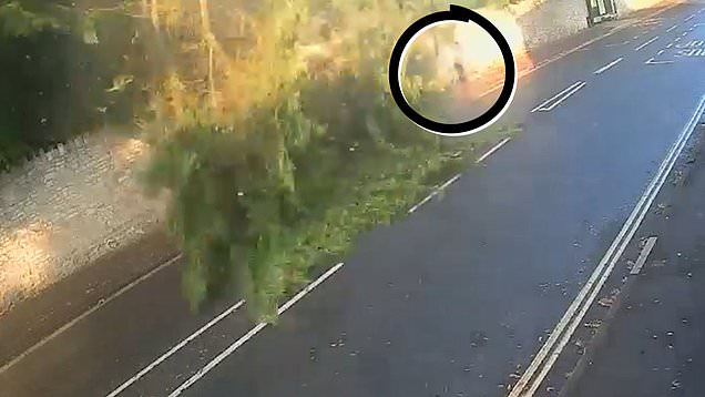 Dog walker inches from being crushed by falling tree