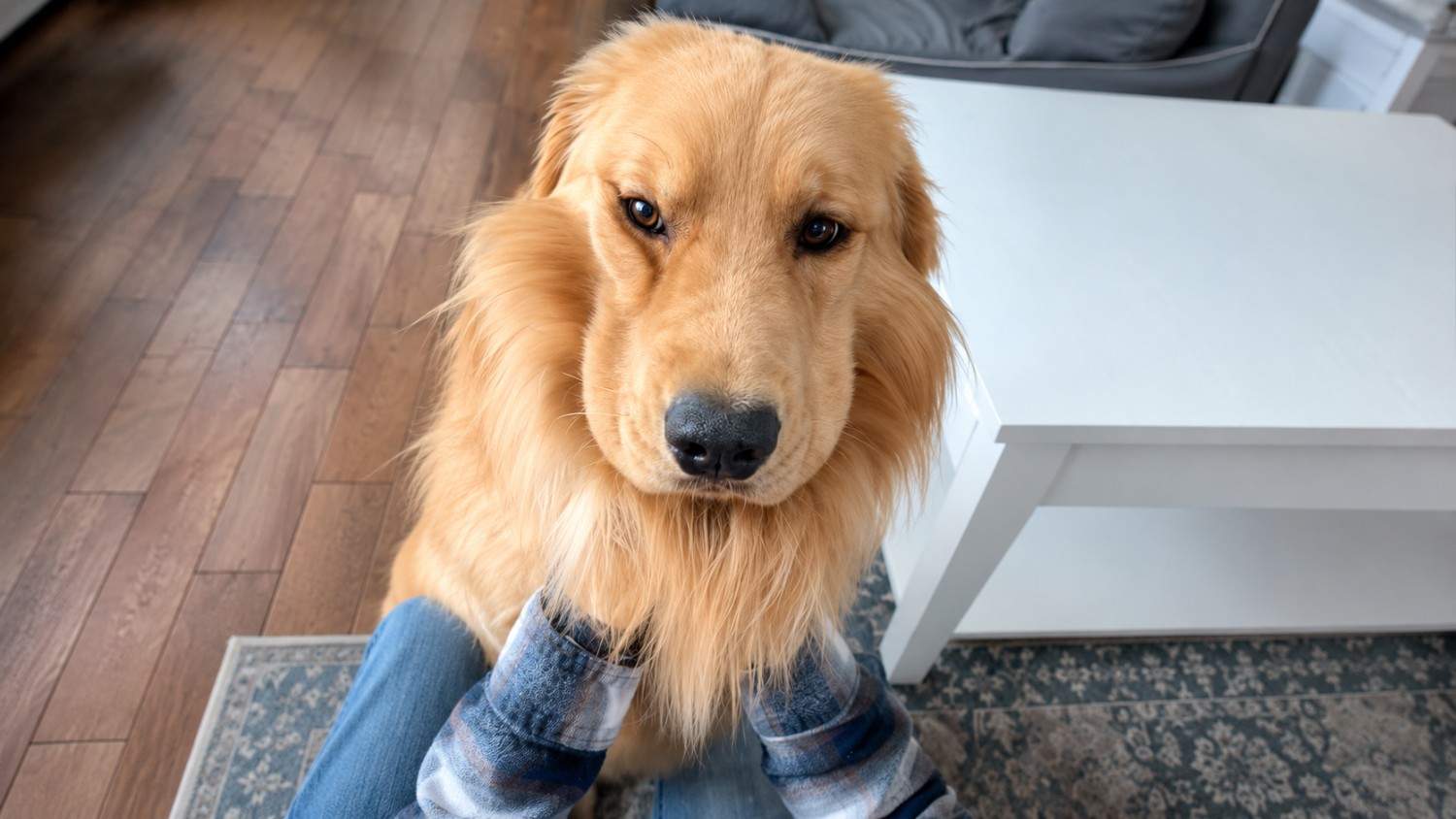 My dog is acting suspicious again