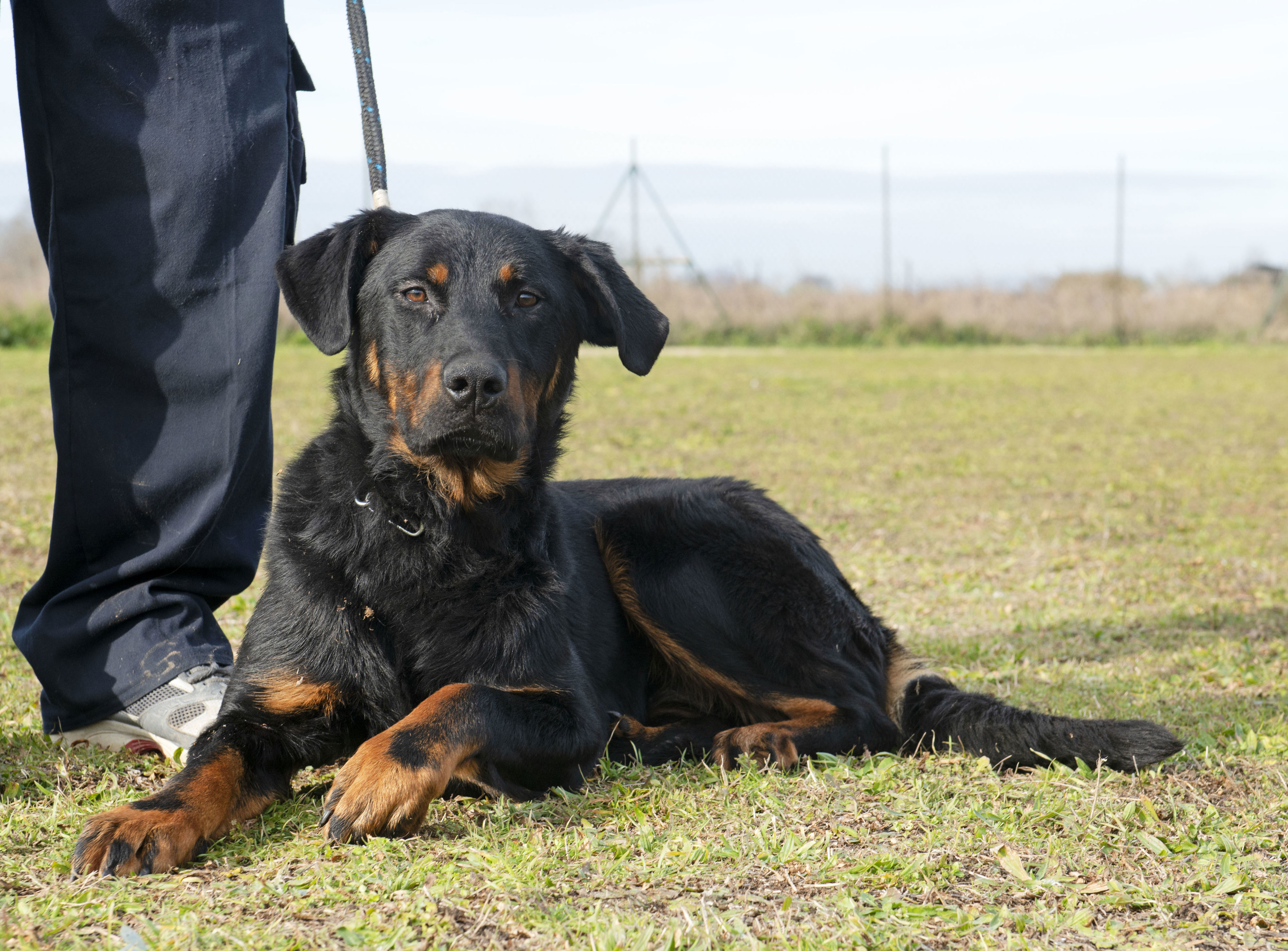 Beauceron : un chien de berger français polyvalent