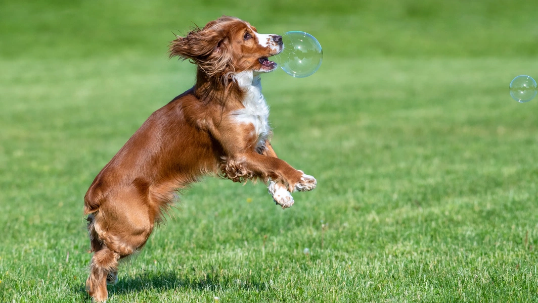 19 perfectly timed photos that capture rare moments