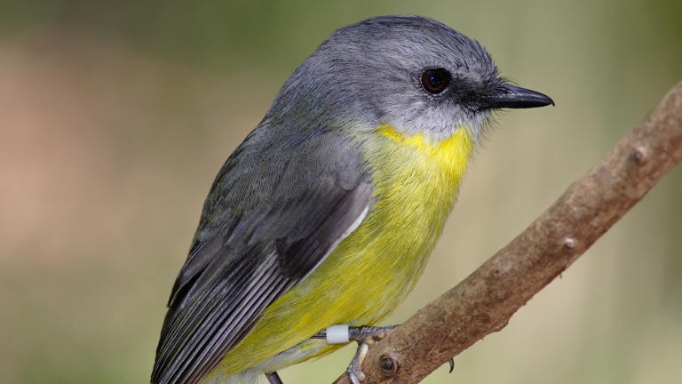 A tropical songbird just crushed the nonstop flight record — tracking ...