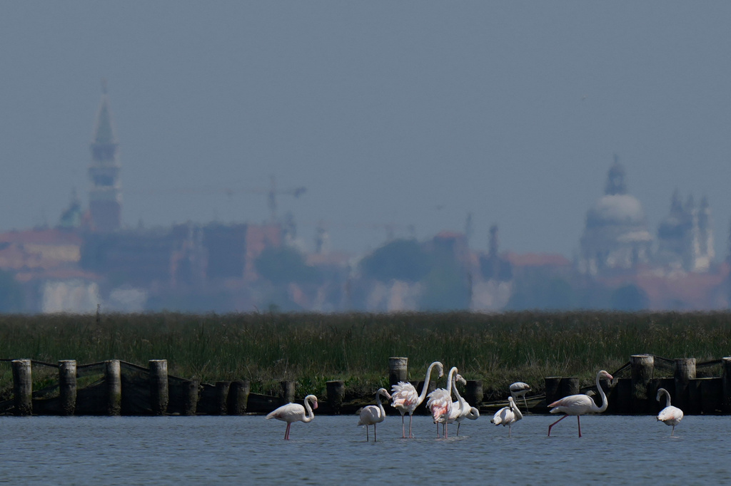 Venice’s growing flamingo population finds refuge in recovering wetlands
