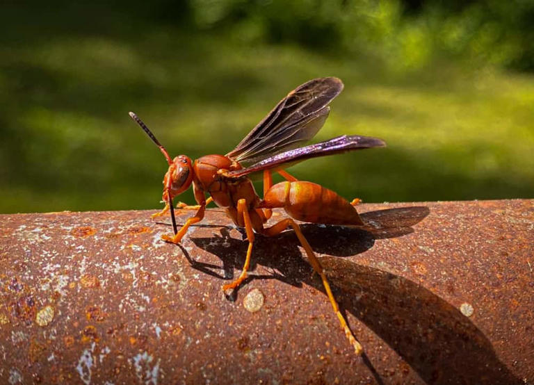 When the queen dies, these wasps step up to save the colony