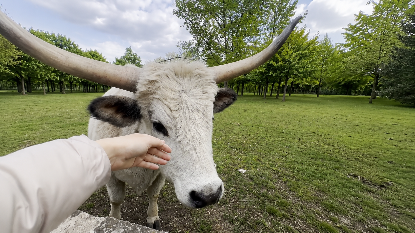 Watch what happens when a woman tries to touch a buffalo