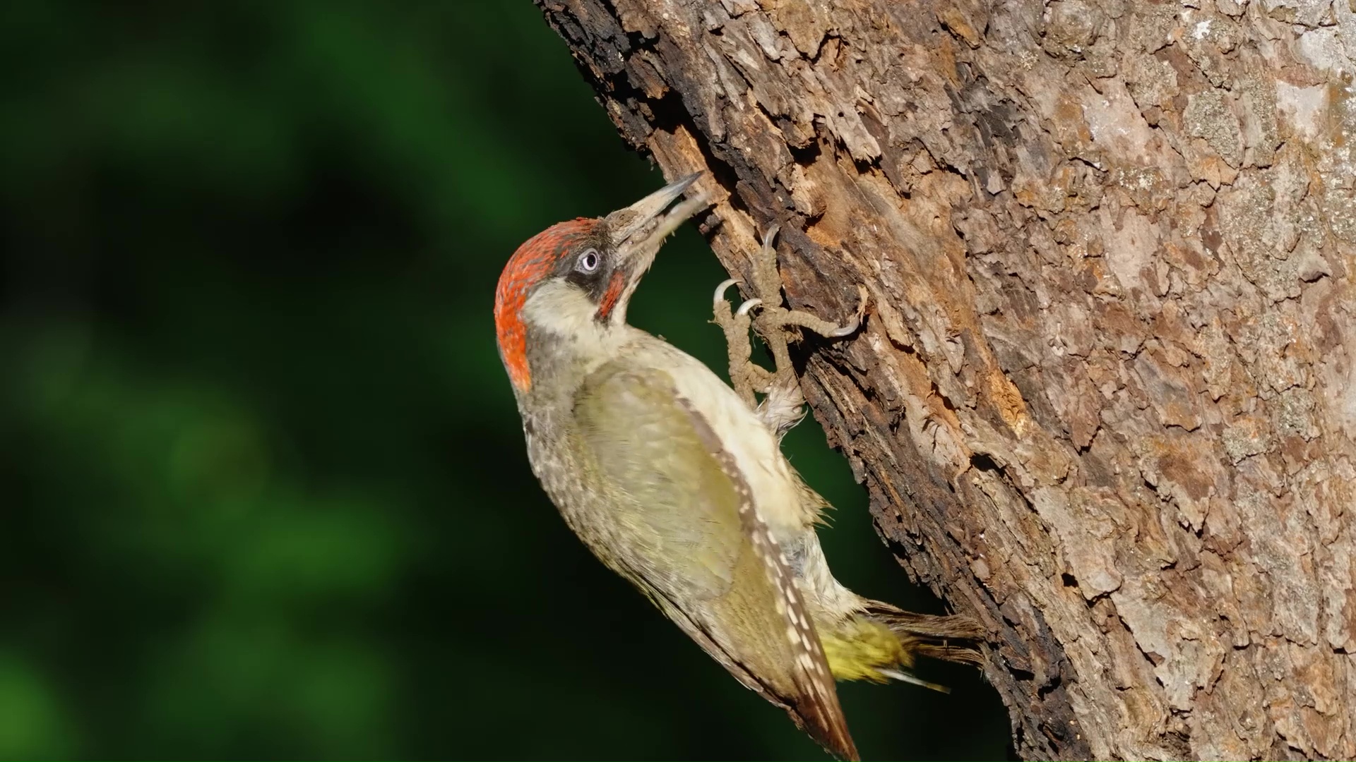 How woodpeckers feed their young differently than other birds