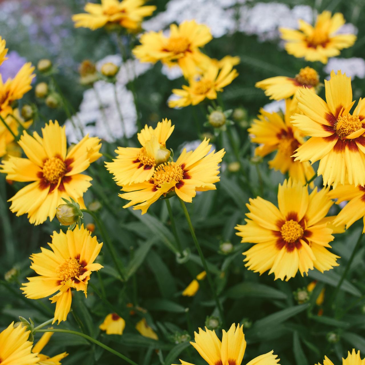 7 flowers to plant in June for bold late-summer color that lasts into ...