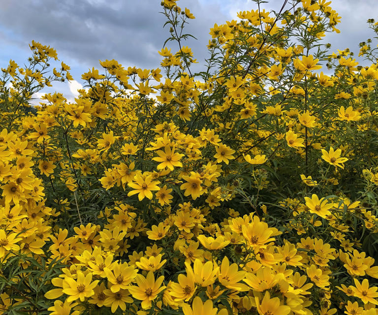 7 flowers to plant in June for bold late-summer color that lasts into ...
