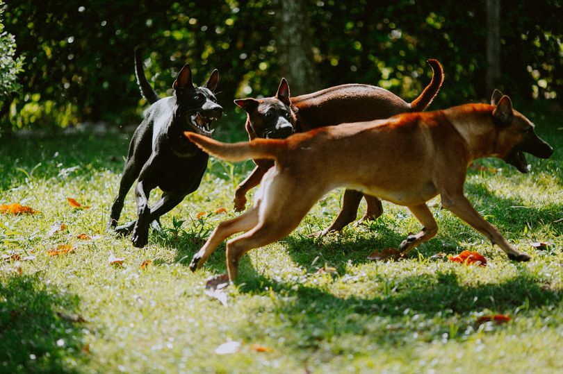 What every dog owner needs to know about legal responsibility to keep ...