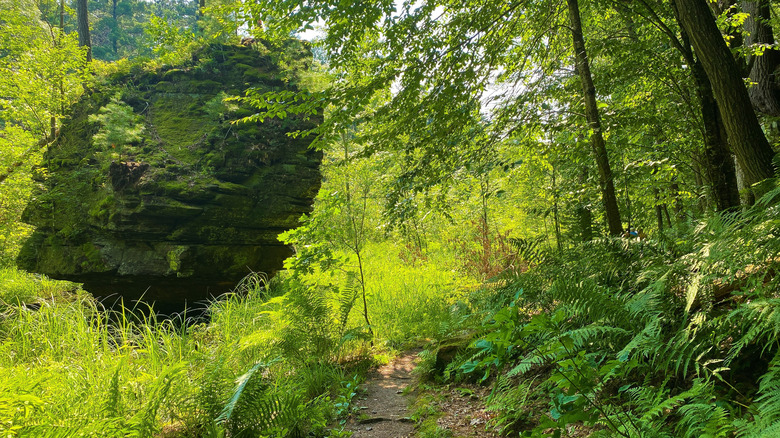 Forget Wisconsin Dells, this state park 2 miles away has comfy wooded ...