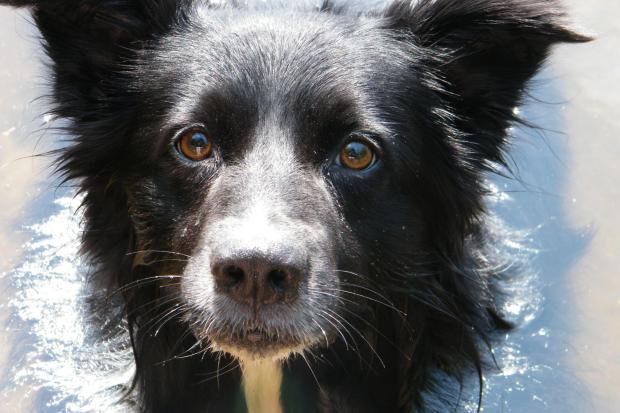 20 adorable pictures of your pets featured in this week's newspaper
