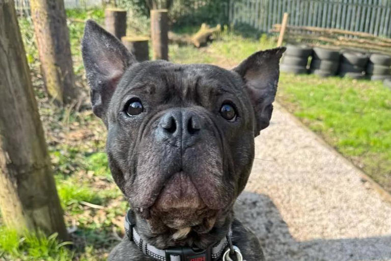 Adorable dogs at the RSPCA in Lancashire are waiting to find their ...