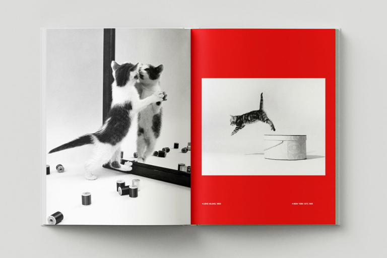 This man photographed 90,000 cats – see the stunning photos that were ...