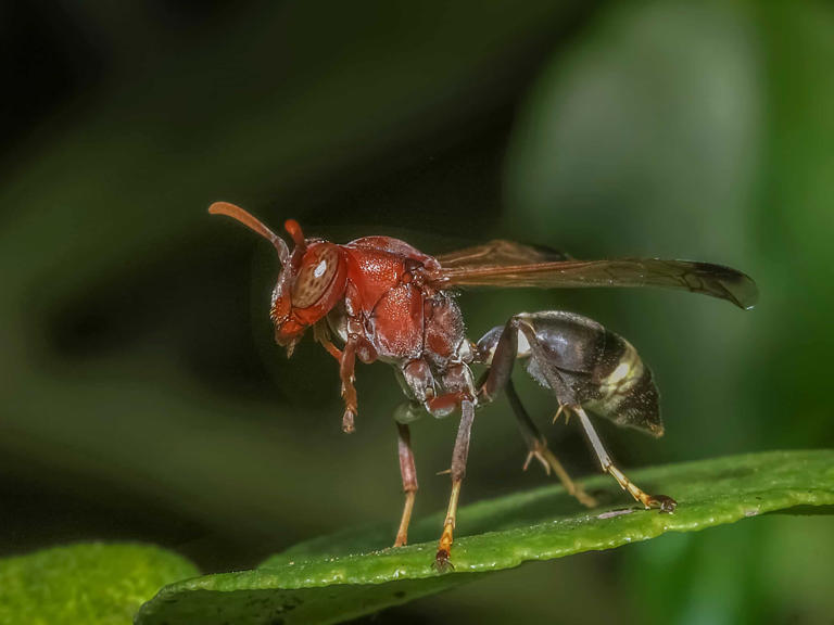 When the queen dies, these wasps step up to save the colony