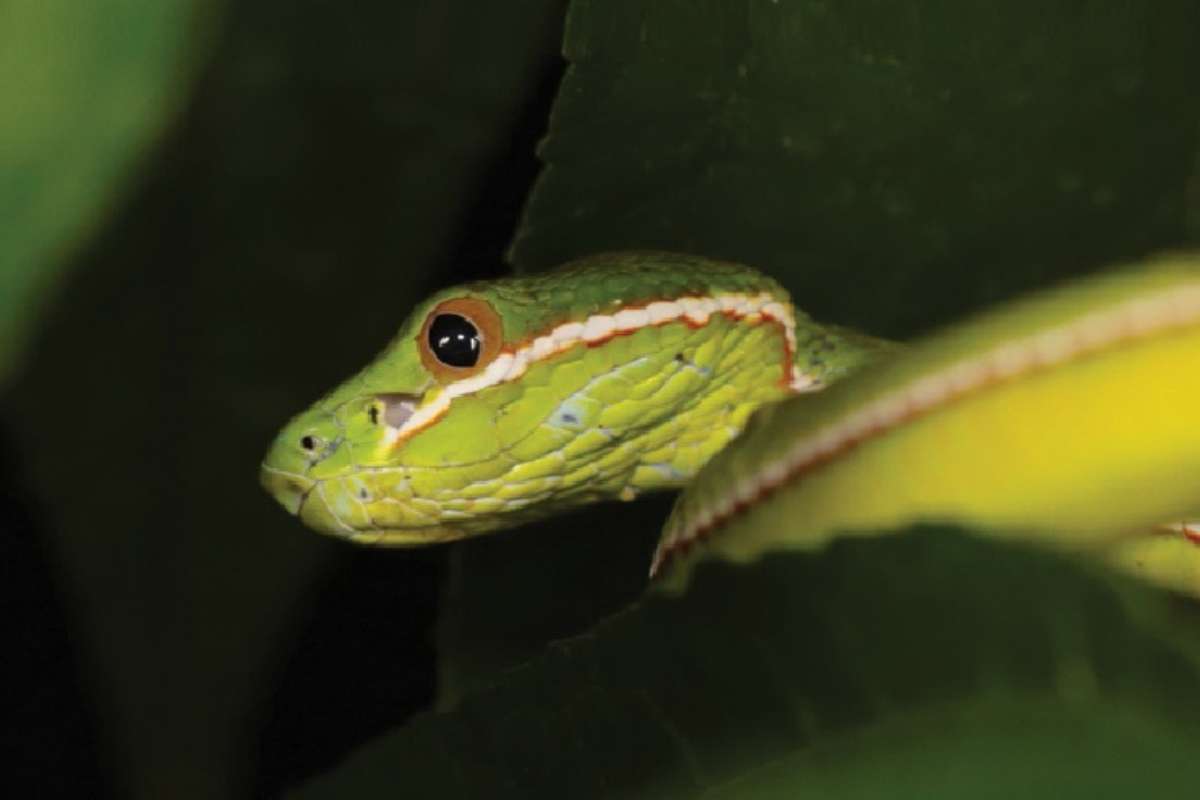 Derrière ce serpent « banal », les scientifiques découvrent une ...