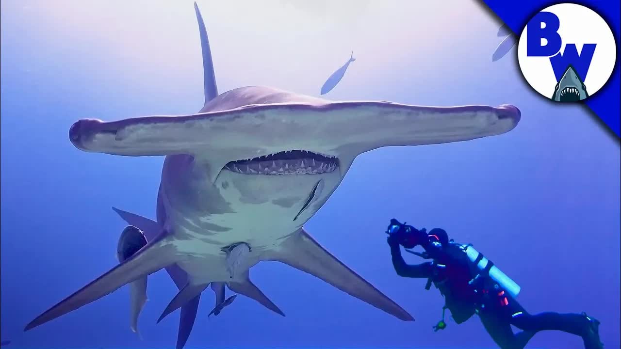 Mark Vins films a massive hammerhead shark in the Bahamas