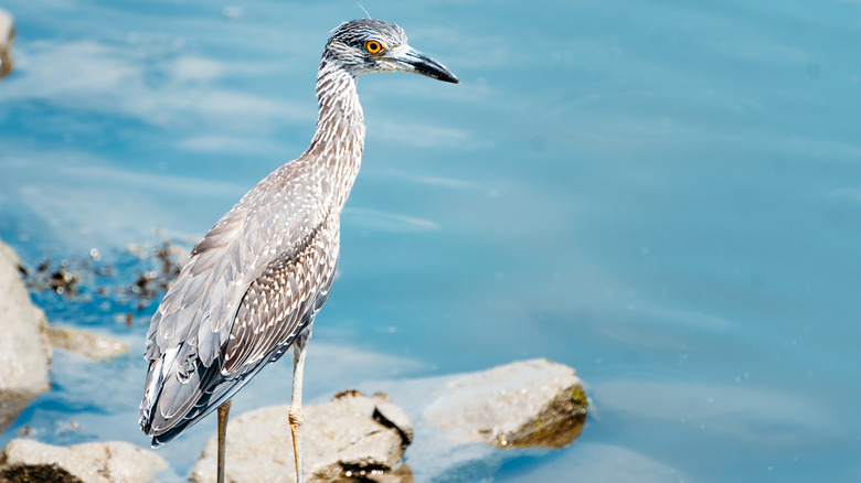 Delaware's most beautiful islands feature tranquil reserves, breezy ...