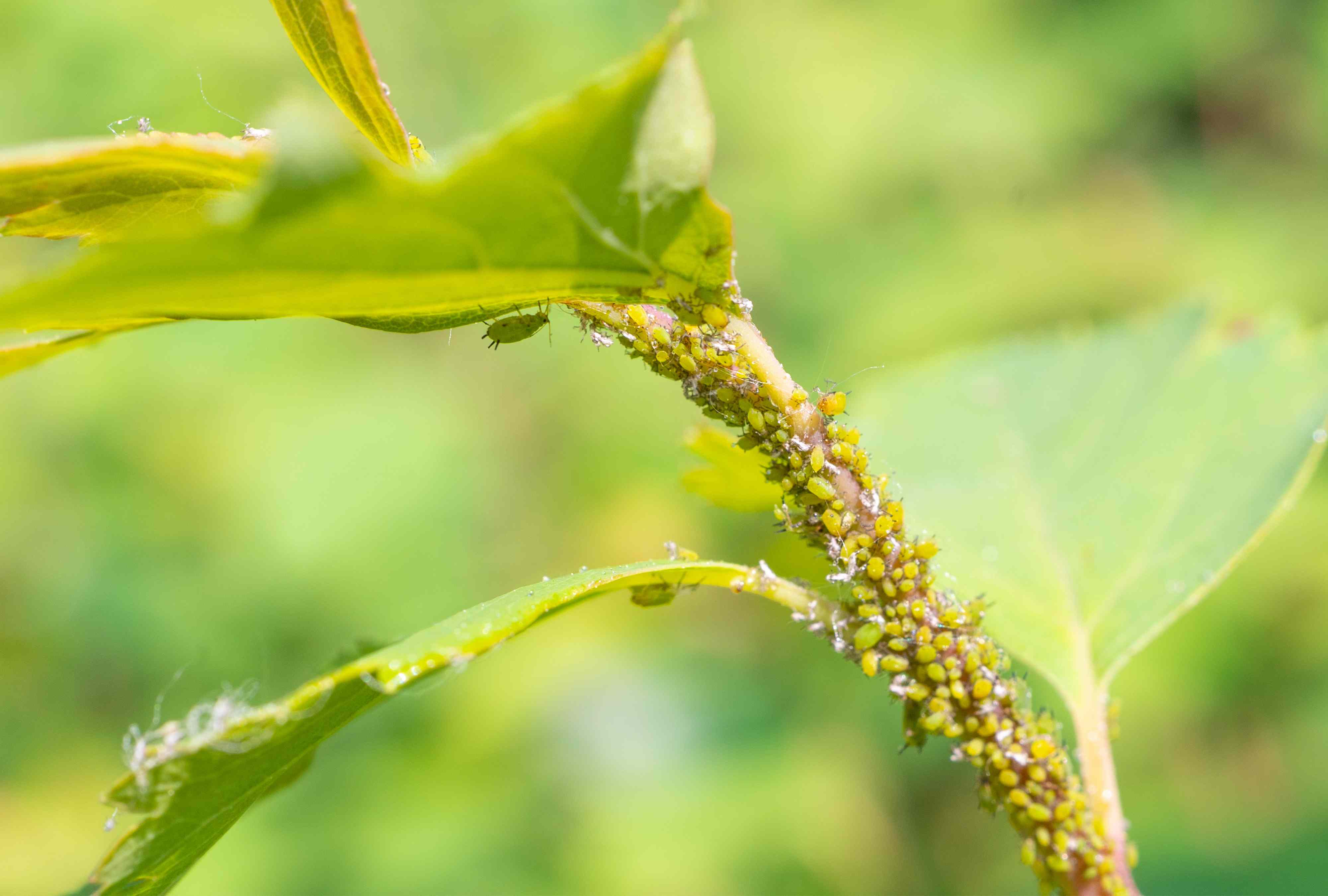 Should you get rid of aphids? Here's why experts say you may not need to