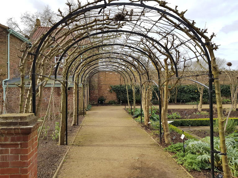How to build a simple, affordable trellis system using fallen tree branches